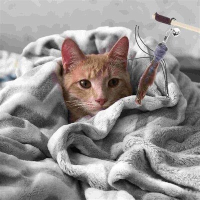 3pcs Kitten Wand Attachment Cat Teaser Replacement Insect