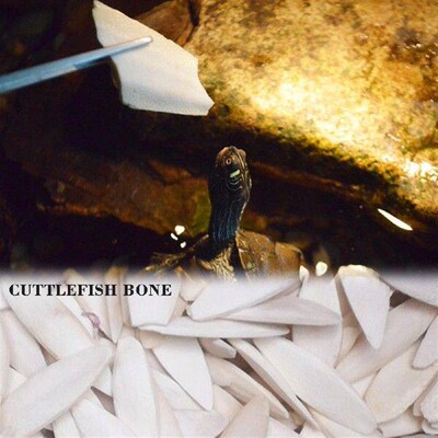 Cuttlefish Bone Parrot Chew Toy Hamster Parrot Food