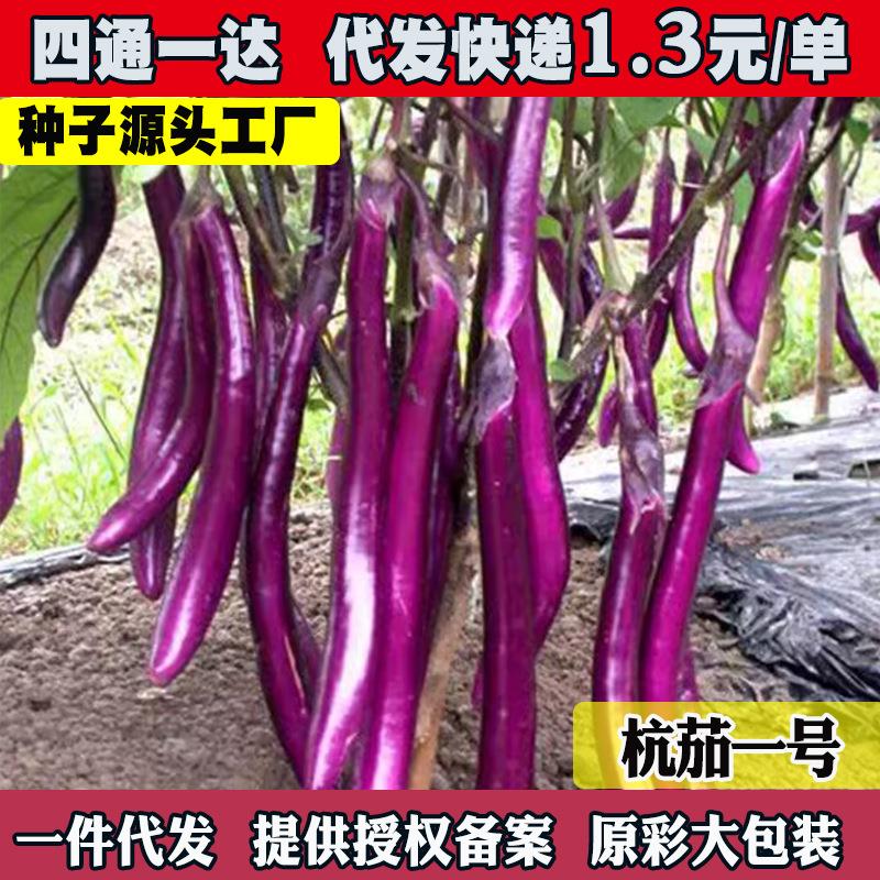 Hangqie No.1 Eggplant Seed Extra Long Hangqie Seed Purple R