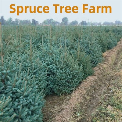 Spruce Tree Christmas tree Every tree has life Potted Plant