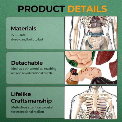 3D Clear Human Body Structure Model with Removable Organs