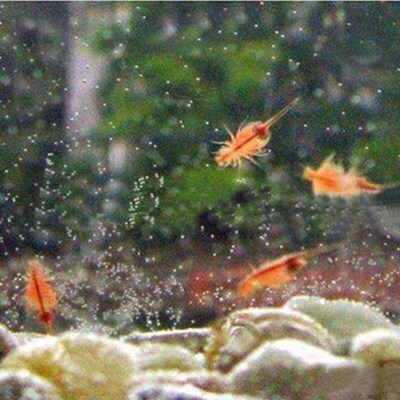 hot sale funny chldren toy pet sea monkey egg sea elves