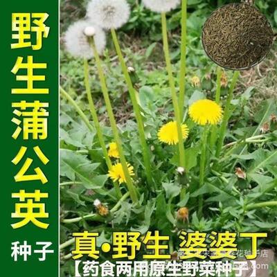 Newly produced dandelion seeds, wild vegetables, plantings,