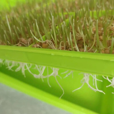 2 Layer Seed Sprouter Tray Vegetable Bean Plant Hydroponic N