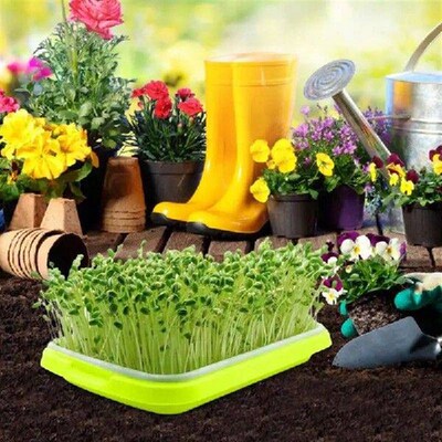 Seed Sprouter Tray Soil-Free Microgreens Growing Trays