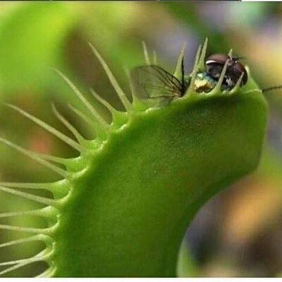 Dionaea Muscipula Giant Clip Venus Fly trap Seeds 10PCS Inse
