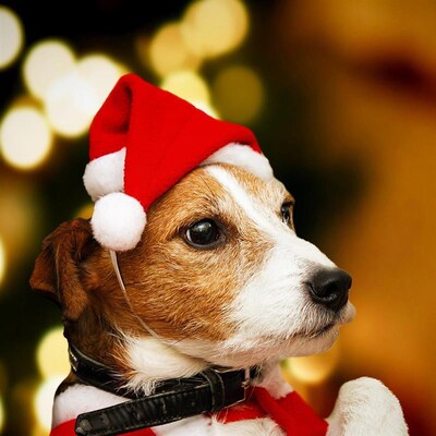 Christmas Pet Hat for Dogs, Red Santa Claus Costume