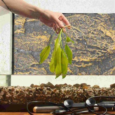 Background Rock Animal Custom Reptile Lizard Fish Tank