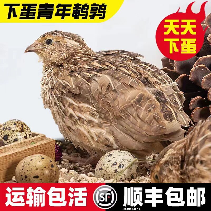鹌鹑活苗鹌鹑活鸟宠物鸡繁殖下蛋家养宠物阳台可下蛋