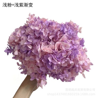 [eternal Flower Hydrangea] Anna Gradient Color Small Leaf Hy