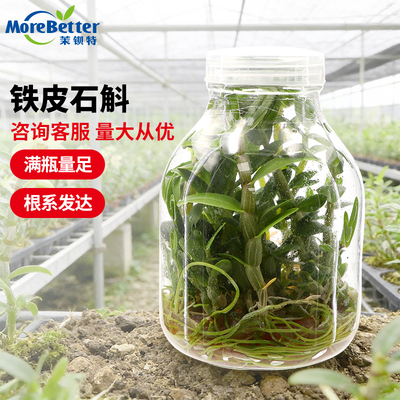 铁皮石斛组培瓶苗红杆软脚抗寒抗旱浙江品种石斛幼苗优质种苗足月