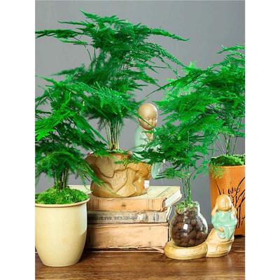 Wenzhu bonsai flowers, easy to live plants, indoor office h
