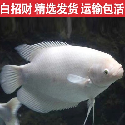 招财鱼活鱼战船鱼正宗招财鱼中大型热带观赏鱼红眼招起头财战船鱼