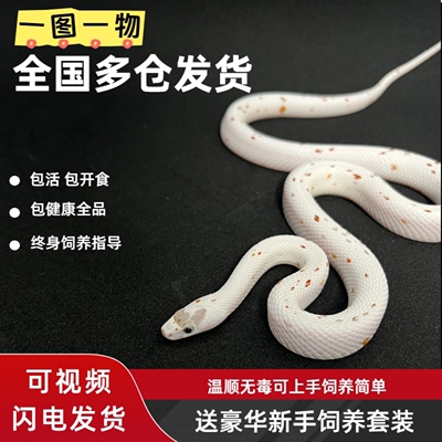 一图一物活体宠物蛇新手温顺品种