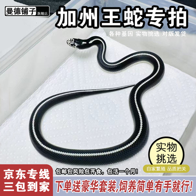 活体宠物王蛇温顺无毒好养