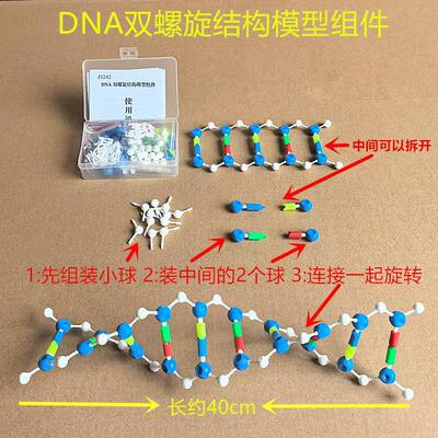 DNA双螺旋结构模型组件J3242 高中生物实验器材 教学仪器