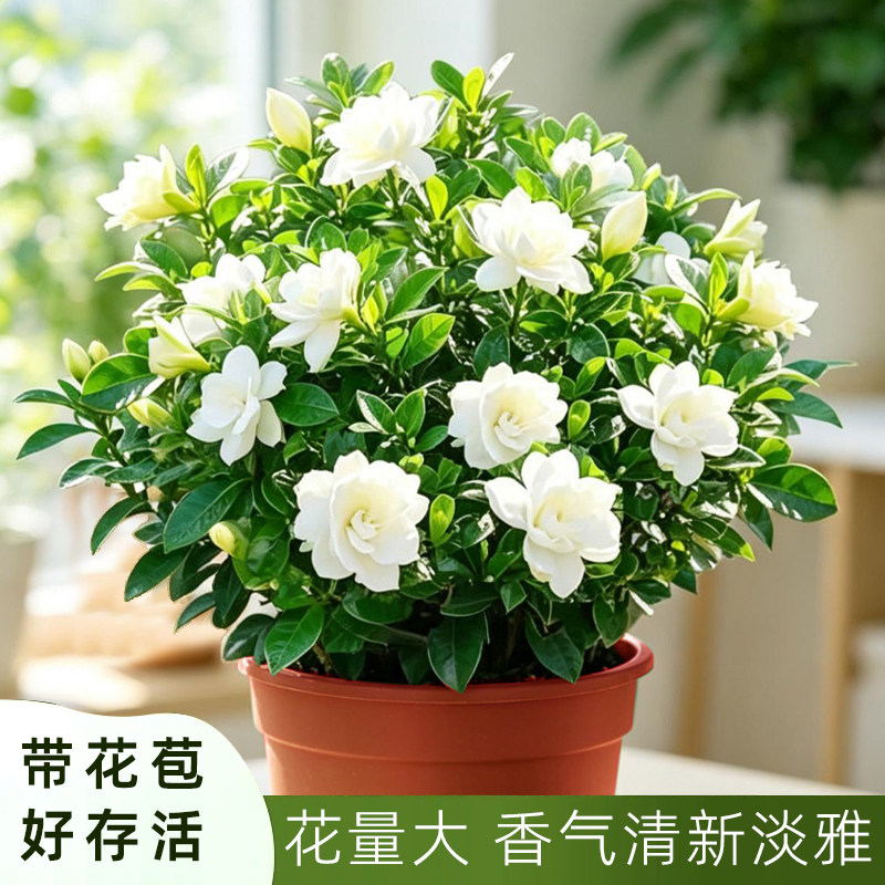 栀子花盆栽花卉植物室内带花苞阳台水培绿植浓香型四季开花好养活