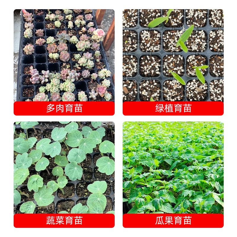 育苗盘穴盘菜苗专用塑料托盘多功能蔬菜秧苗种植杯神器大号营养钵