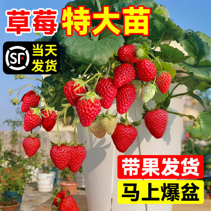 特大草莓苗秧盆栽带果四季结果冬季红颜玄玉草莓苗室内阳台绿植物