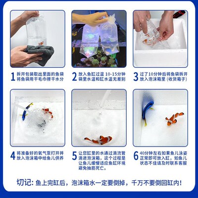红海骑士纹吊海水鱼观赏鱼活体小丑海水鱼缸老鱼FOT已检疫秒颗粒