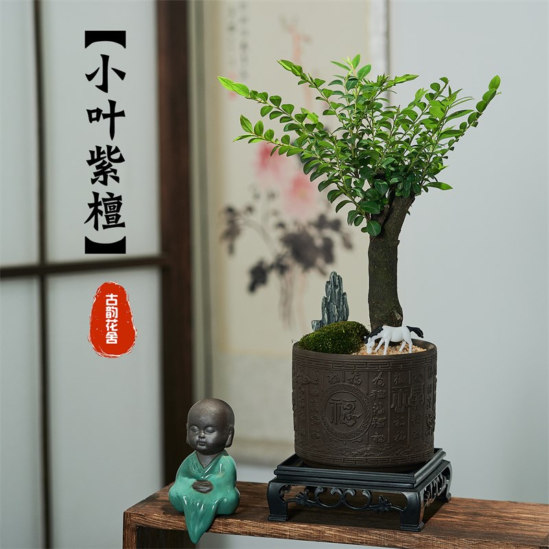 发财树盆栽绿植花卉富贵竹招财植物办公室内情绪解压盆景开业送礼
