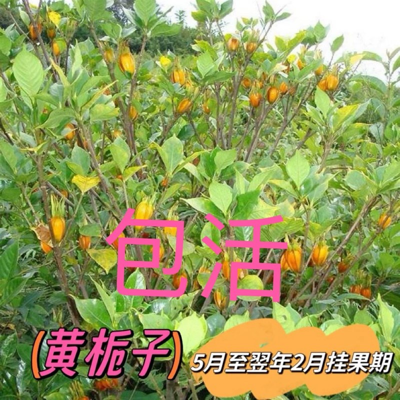 山黄栀子树苗新鲜阳台庭院绿植特大号盆栽树苗黄栀子花院子