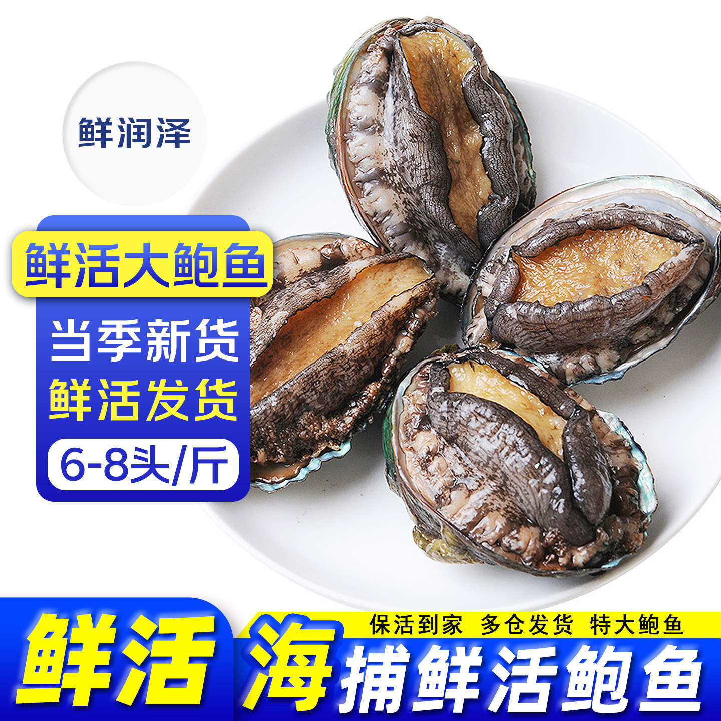 鲜润泽鲜活大鲍鱼当季新货海鲜水产6-8头/斤保活到家多仓发货