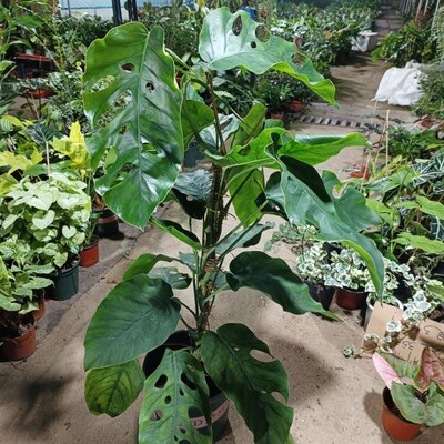 宿雾蓝超大叶杜比亚龟背竹Monstera Dubia 进口稀有盆栽绿植