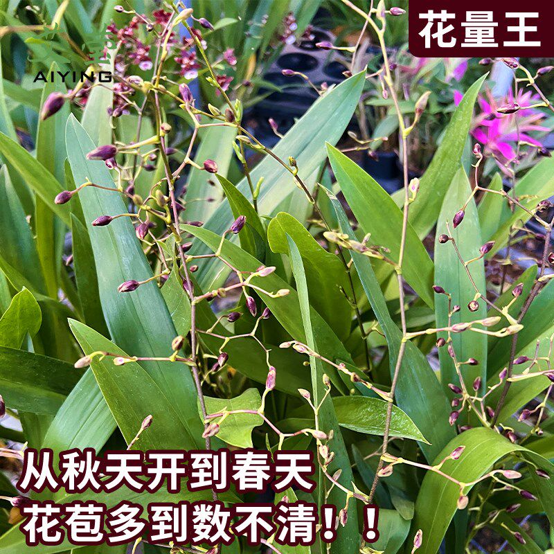 文心兰泰国香水现带花苞 花卉盆栽洋兰好养易活绿植室内外兰花苗