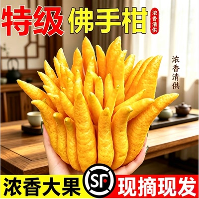 新鲜佛手柑大果清供观赏