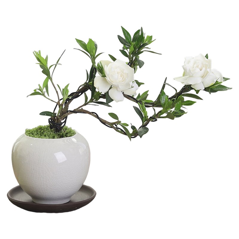 小叶栀子花盆栽植物室内四季好养花卉办公室内桌面带花苞绿植盆景