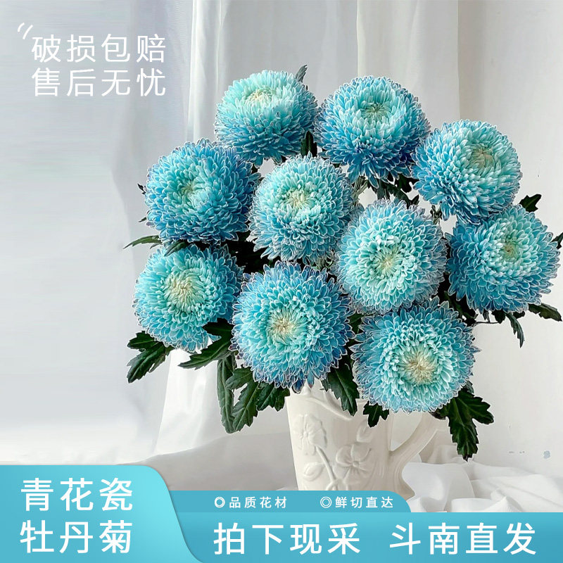【斗南直发】牡丹菊青花瓷昆明新鲜切花水养花材阳台卧室茶几装饰