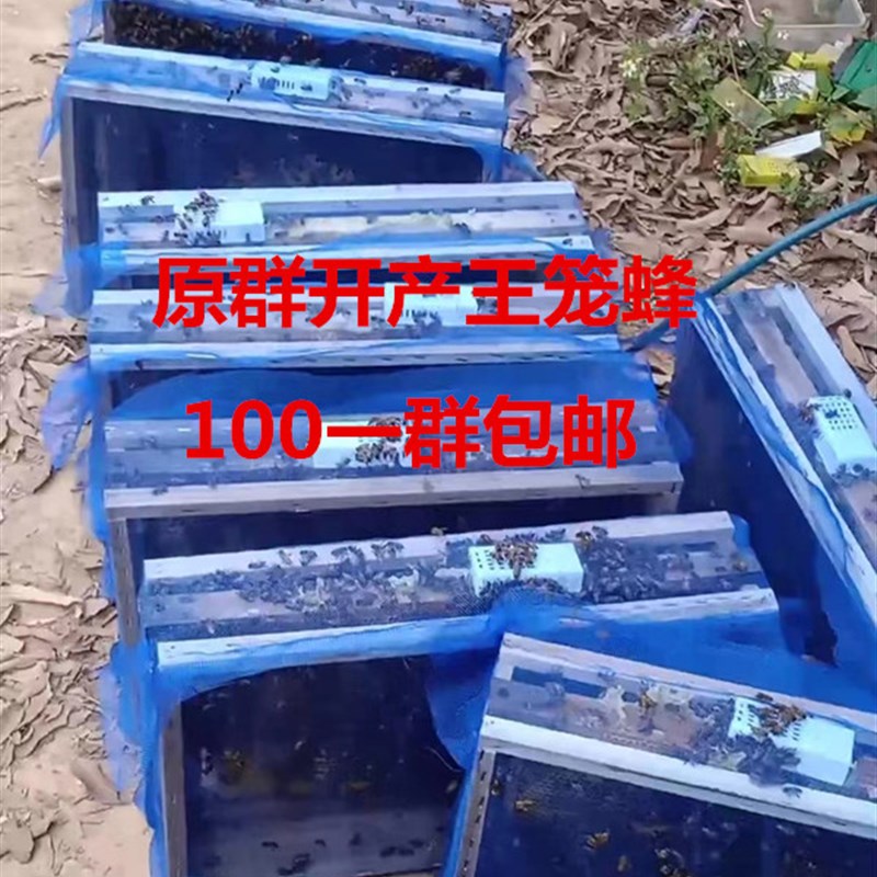 中蜂蜂群笼蜂出售带箱蜜蜂活群土蜂带开产王蜜蜂中华蜂种蜂授粉蜂