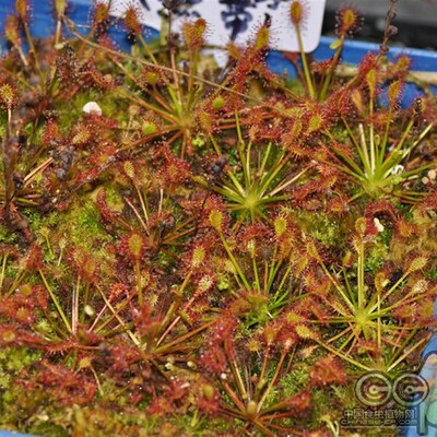长柄茅膏菜D.intermedia毛毡苔食虫植物盆栽小虫草堂食虫草捕蝇草