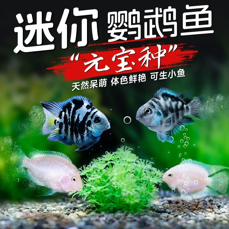 迷你鹦鹉鱼苗观赏鱼耐活小型热带鱼淡水鹦鹉鱼宝蓝白金种鱼可繁殖