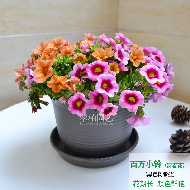 百万小铃/舞春花吊兰/重瓣矮牵牛/喇叭花/阳台庭院花卉植物/重庆