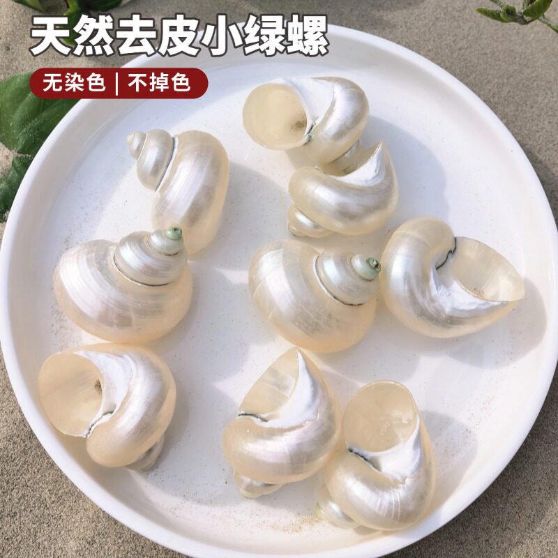 绿螺天然海螺贝壳寄居蟹备用替换壳去皮小青螺鱼缸水族造景装饰品
