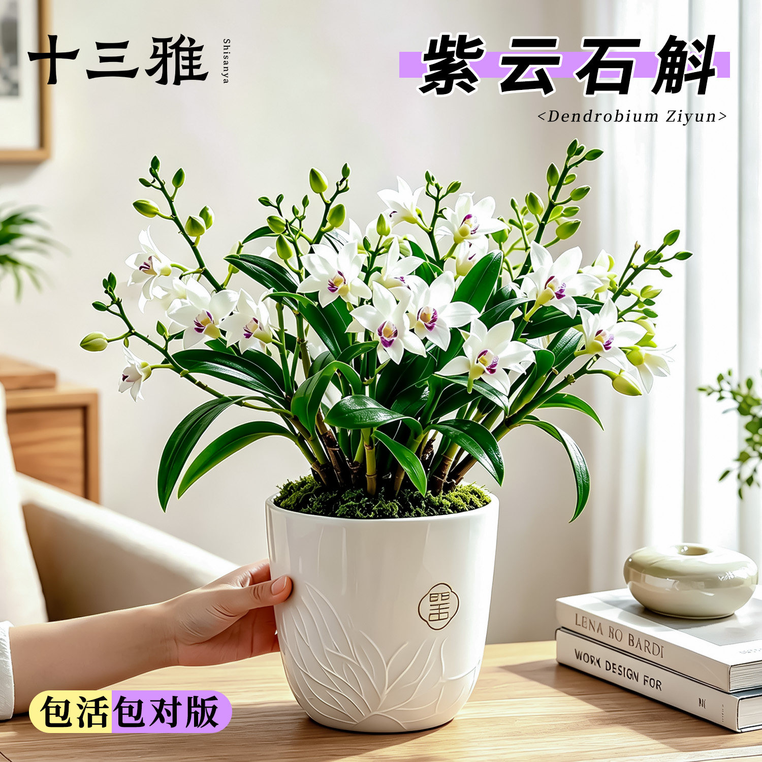 紫云石斛矮种迷你兰室内盆栽当年带花出售兰花植物桌面花卉绿植