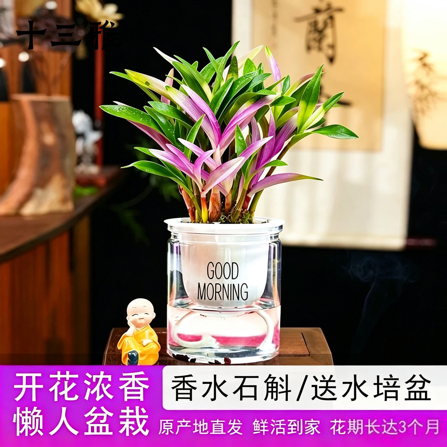 七彩香水石斛兰花四季好养绿植浓香型石斛冬带花净化空气