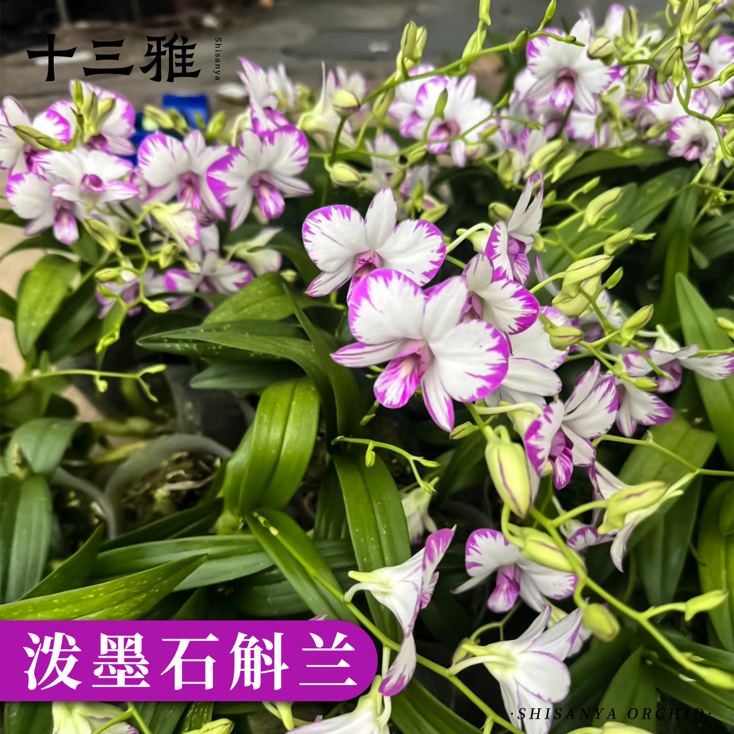 泼墨石斛兰 桌面绿植现带花苞出售 花卉植物室内办公室好养盆栽