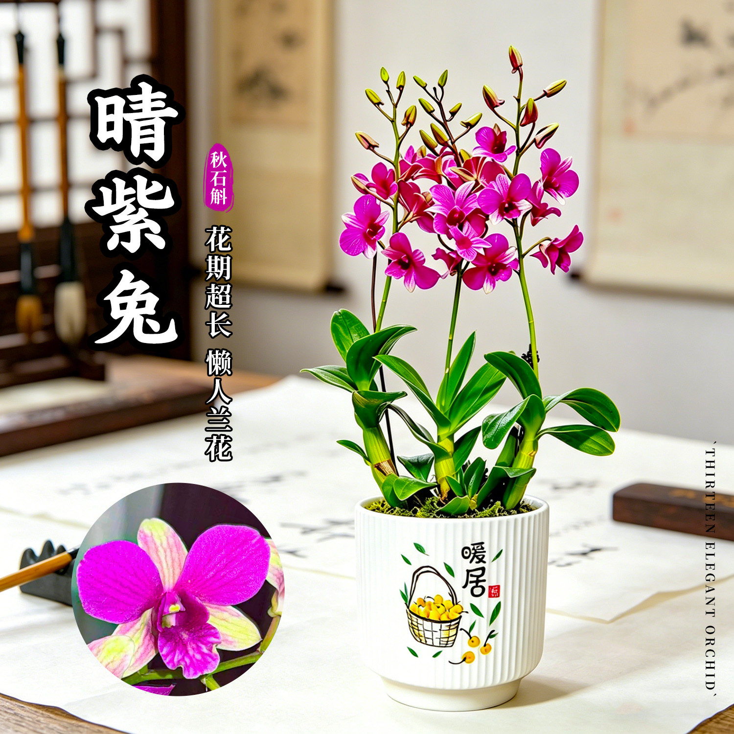精品泼墨晴紫兔秋石斛兰花苗现带花苞室内好养桌面盆栽绿植花卉