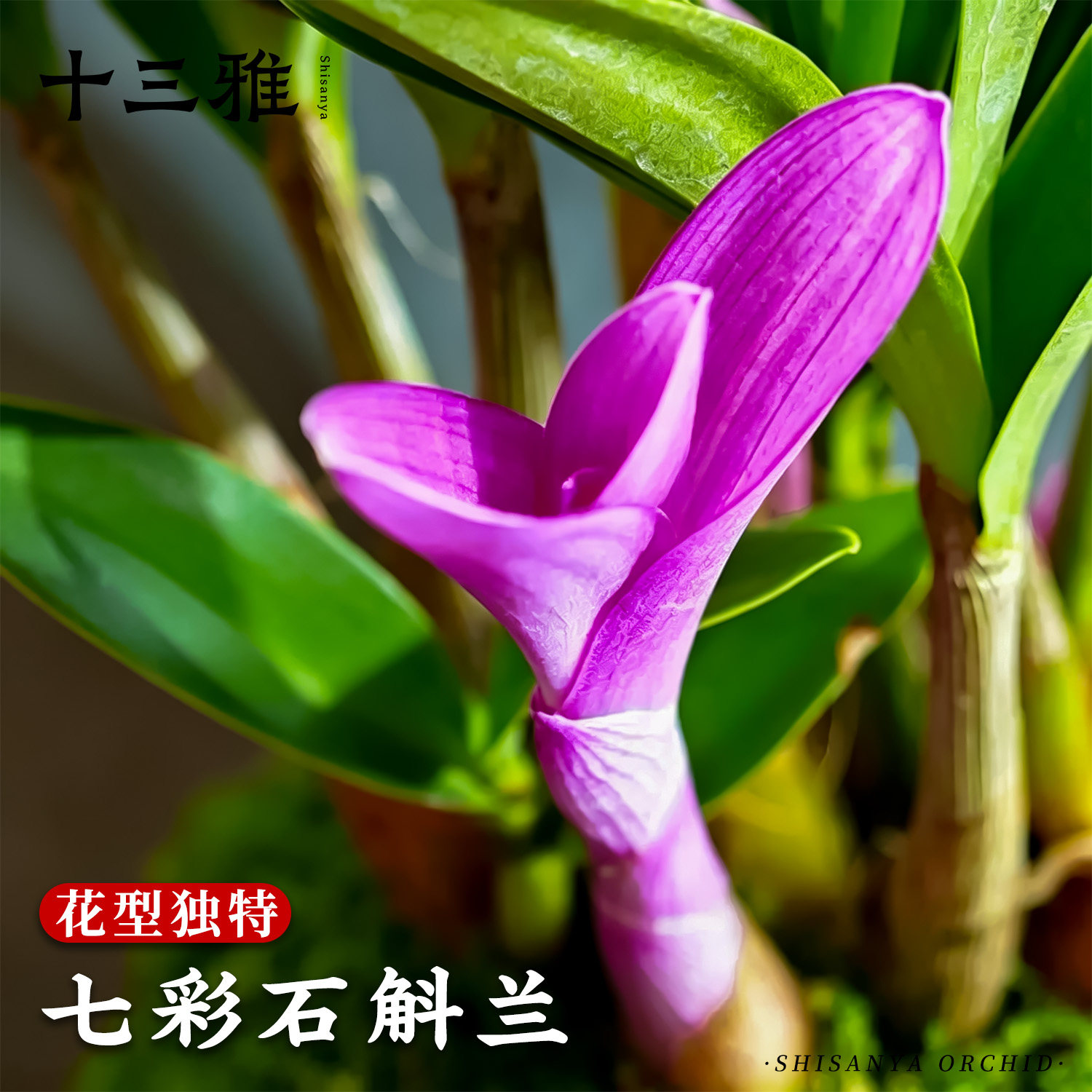 七彩香水石斛兰花四季好养绿植浓香型石斛冬带花净化空气