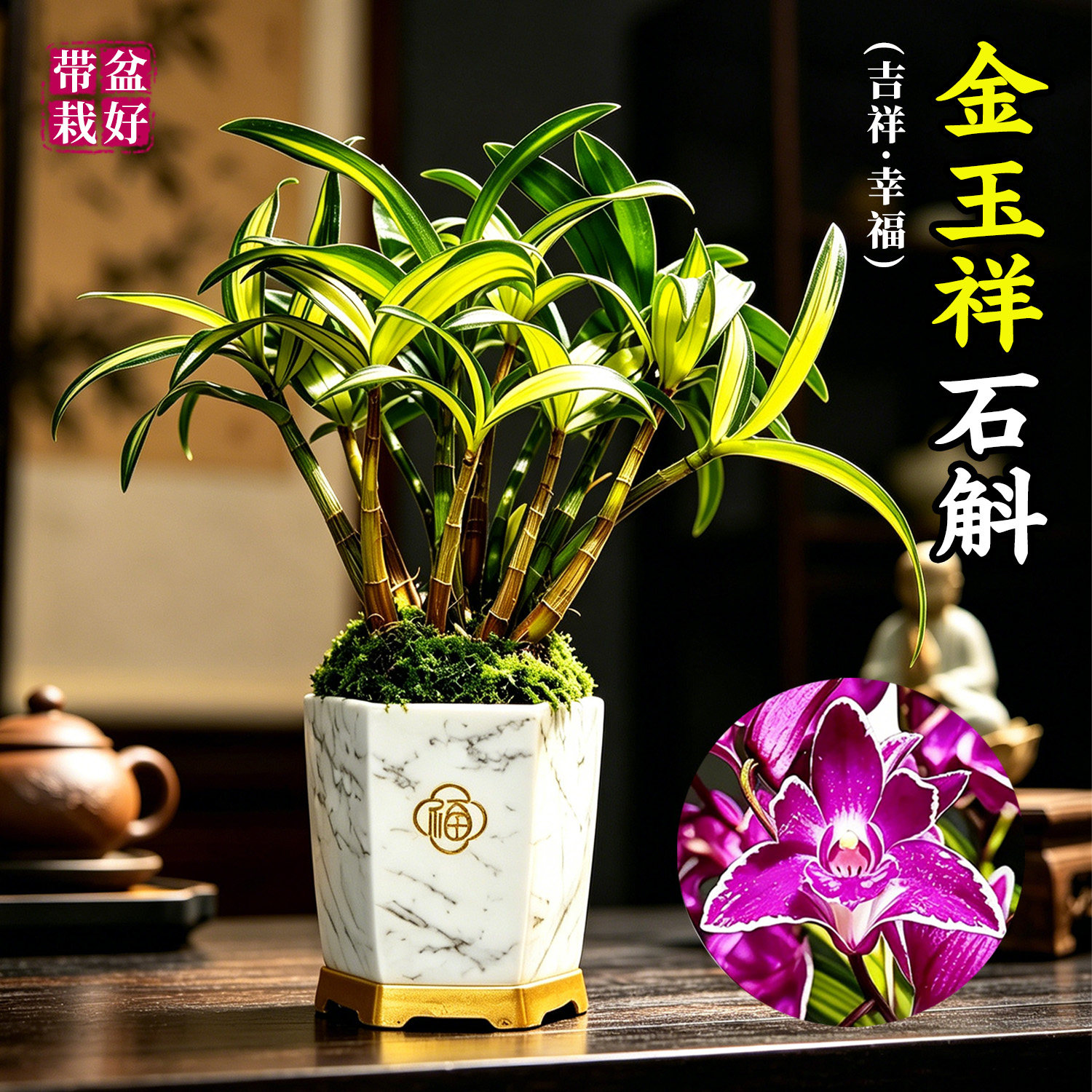 兰花苗金玉祥浓香中透艺石斛兰冬带花苞好养室内绿植盆栽桌面花卉
