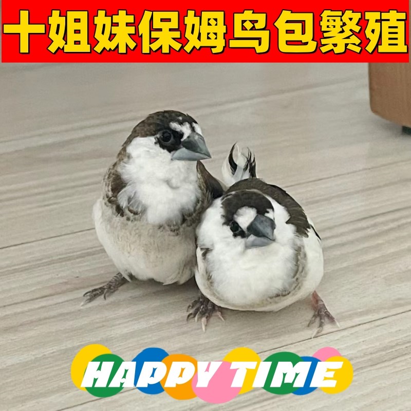 十姐妹保姆鸟活宠物鸟黑白花鸟驼花最爱繁殖的鸟类 繁殖速度超快