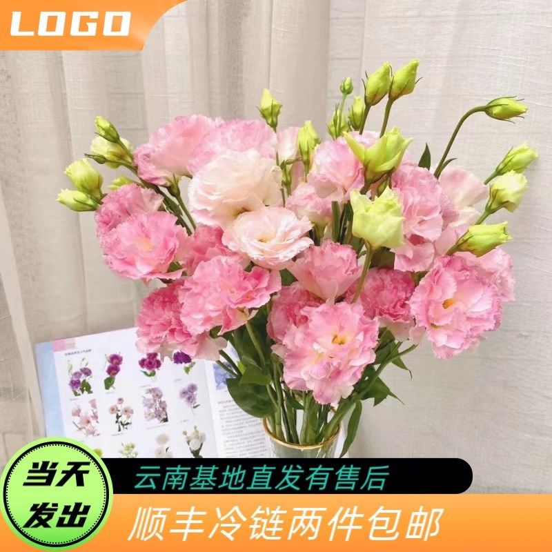 【全店两件空运】洋桔梗洋玫瑰花期长百搭好养水养家庭云南鲜切花