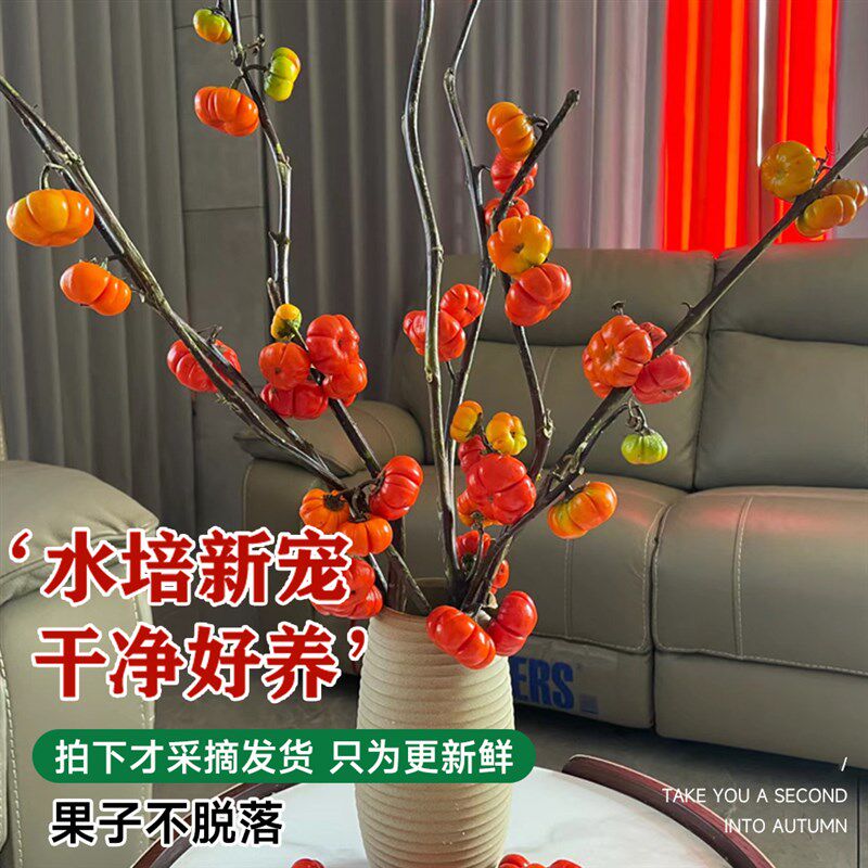 小南瓜鲜花观赏插花花束水培干花切枝花卉室内好养秋冬绿植物装饰