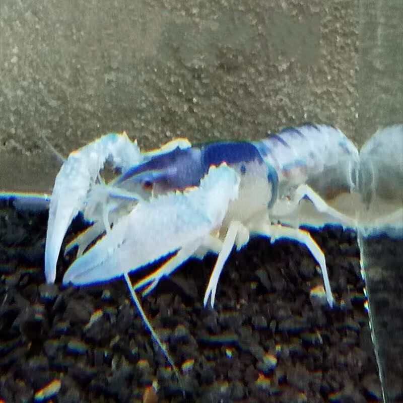 青花瓷鳌虾观赏虾淡水小龙虾蓝幽灵螯虾蓝色妖姬冷水族宠物虾耐活