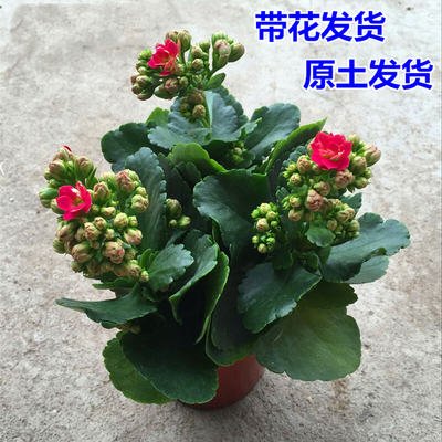 长寿花盆栽重瓣大花带花苞 四季客厅办公室内盆栽花卉植物 橙色