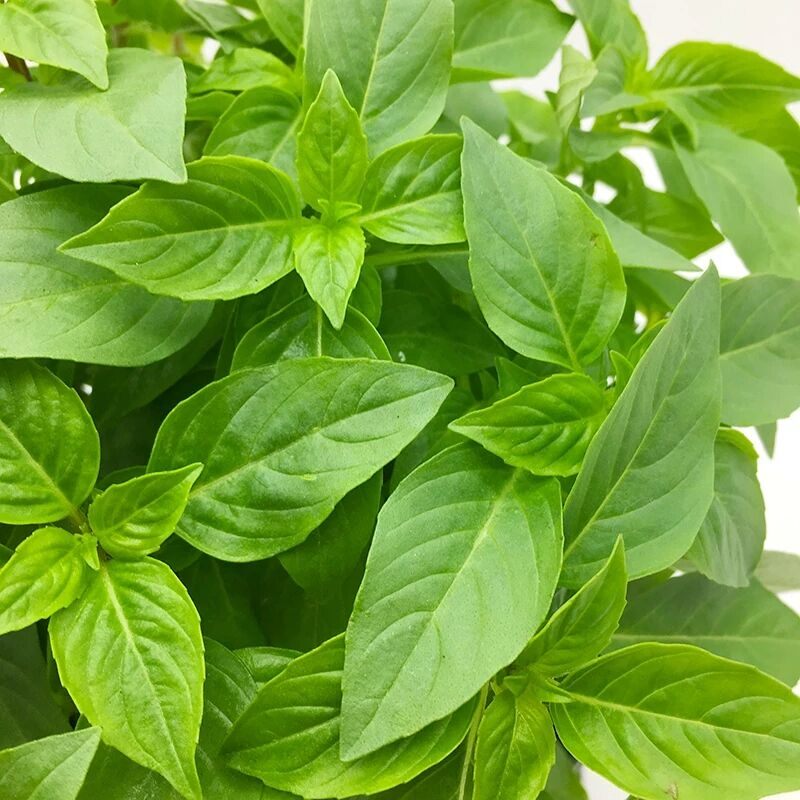 罗勒九层塔金不换盆栽叶苗味清香驱蚊阳台庭院可食用香草植物料理