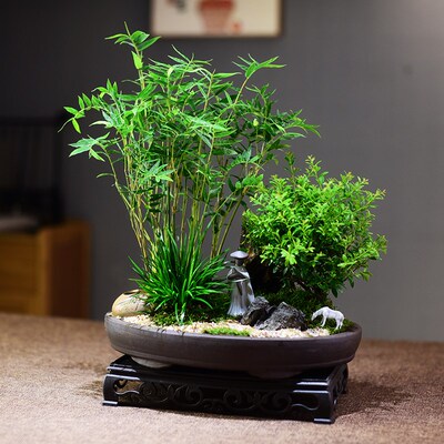 赤楠盆栽金明竹绿植室内组合盆景桌面室内办公客厅好养绿植美观